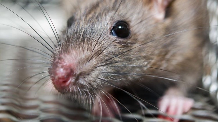 Patkányok futkosnak egy budapesti kórházban | Page 2 | CanadaHun ...